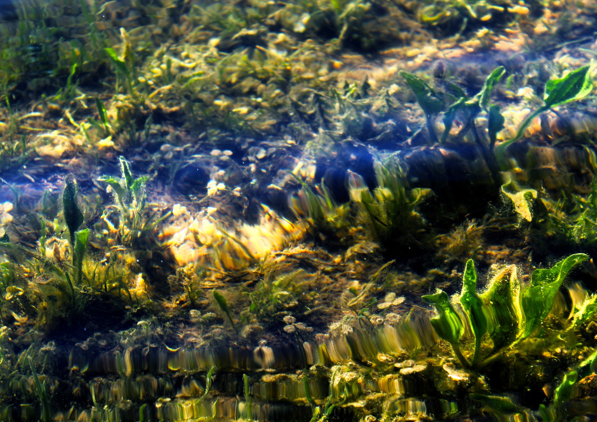 Seaweed: Why this type of sea food is the future - Good Life Letter